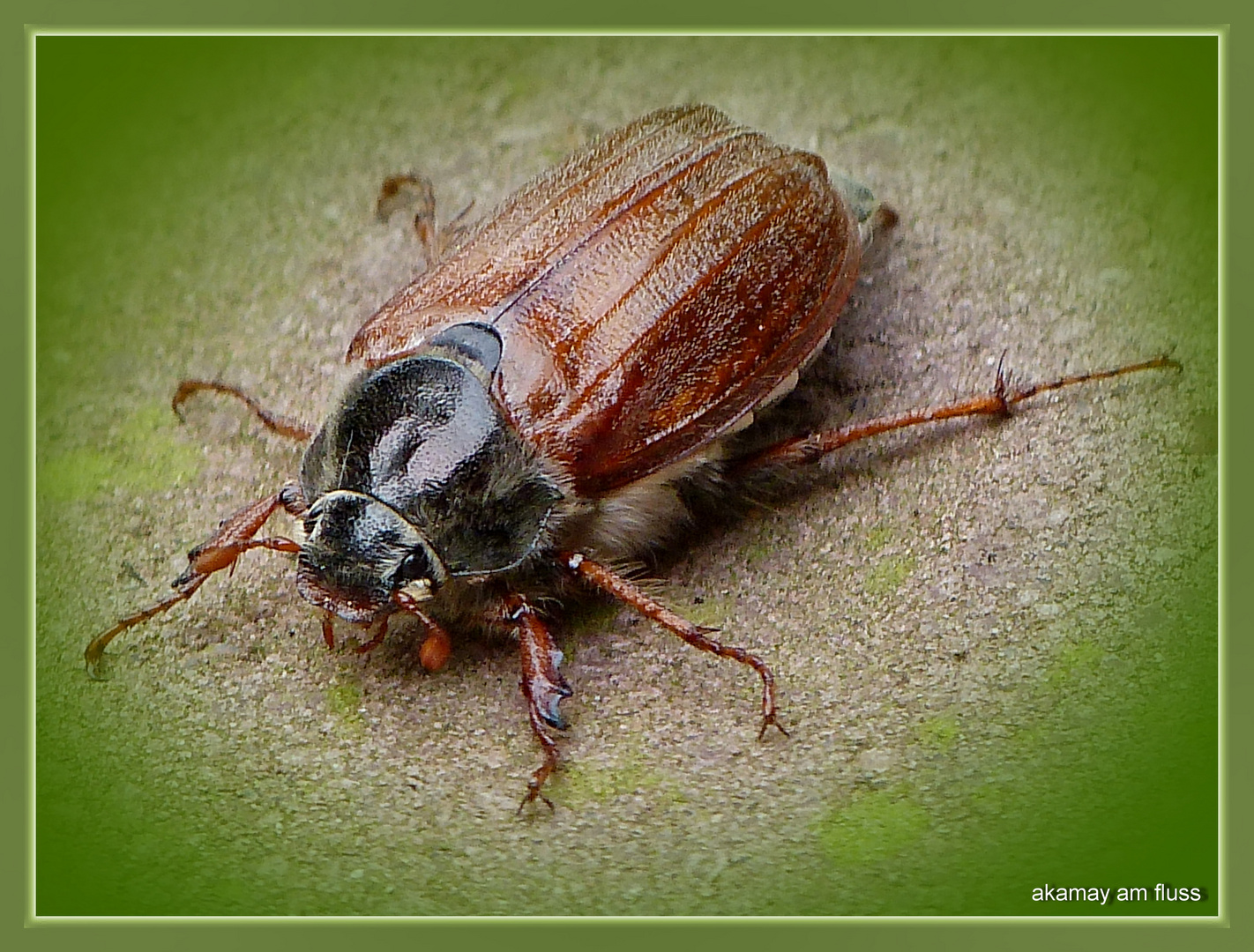 Der Maikäfer fliegt wieder ......... Foto & Bild | tiere, wildlife ...