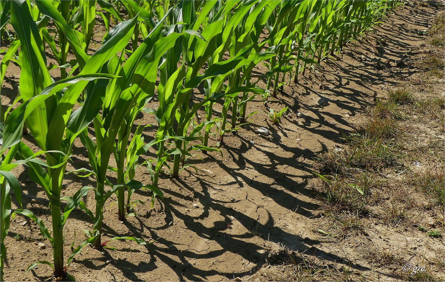 Der Mais Foto & Bild | schatten, felder, natur Bilder auf fotocommunity