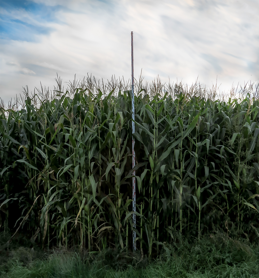 Der Mais steht gut... Foto & Bild | deutschland, europe, sachsen ...