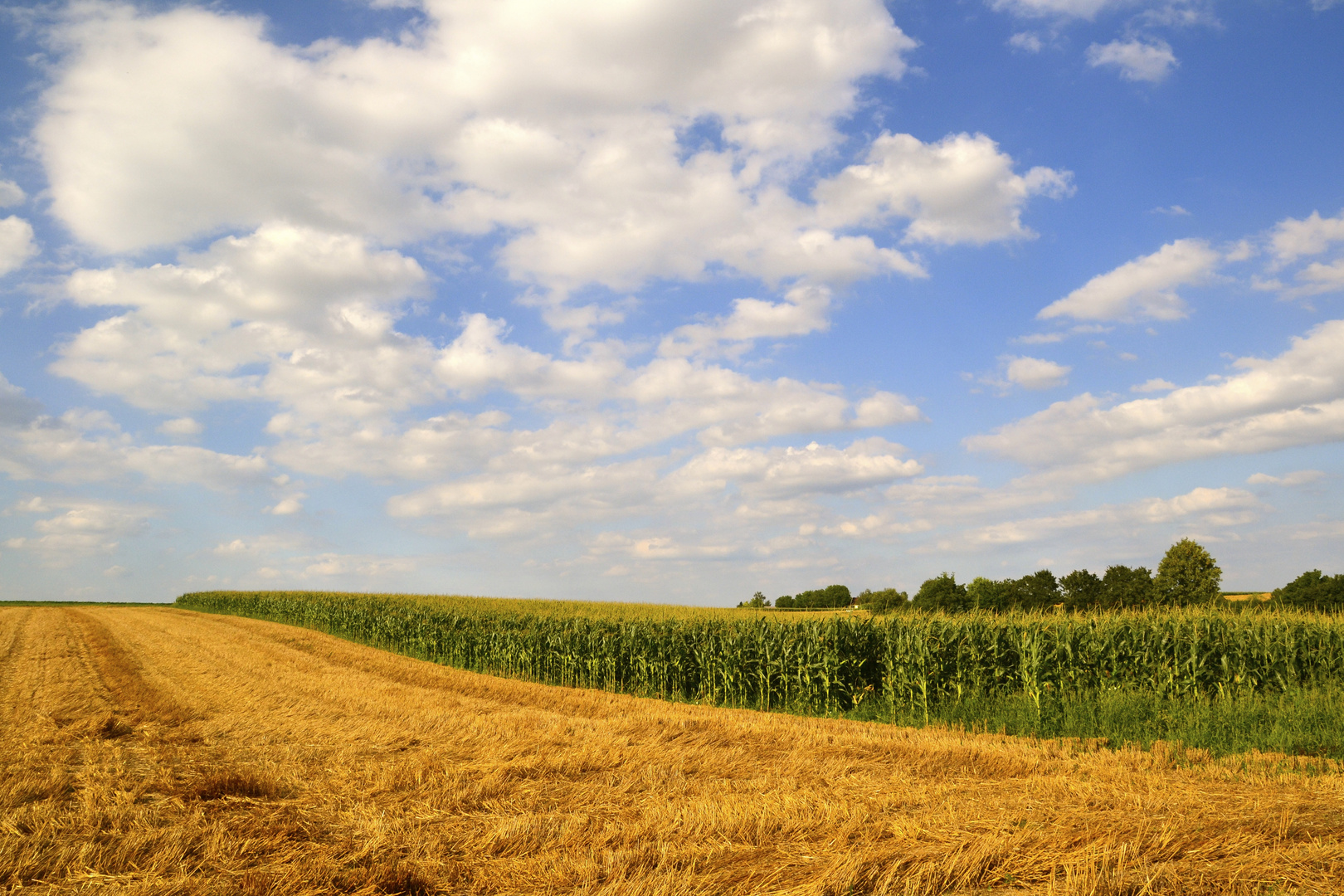 Der Mais wächst Foto & Bild | jahreszeiten, sommer, heimat Bilder auf ...