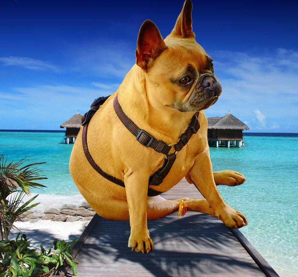 Der Malediven-Mops Foto & Bild | tiere, haustiere, sonstiges Bilder auf ...