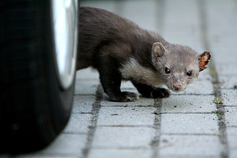 Der Marder... Foto & Bild | tiere, wildlife, säugetiere Bilder auf ...