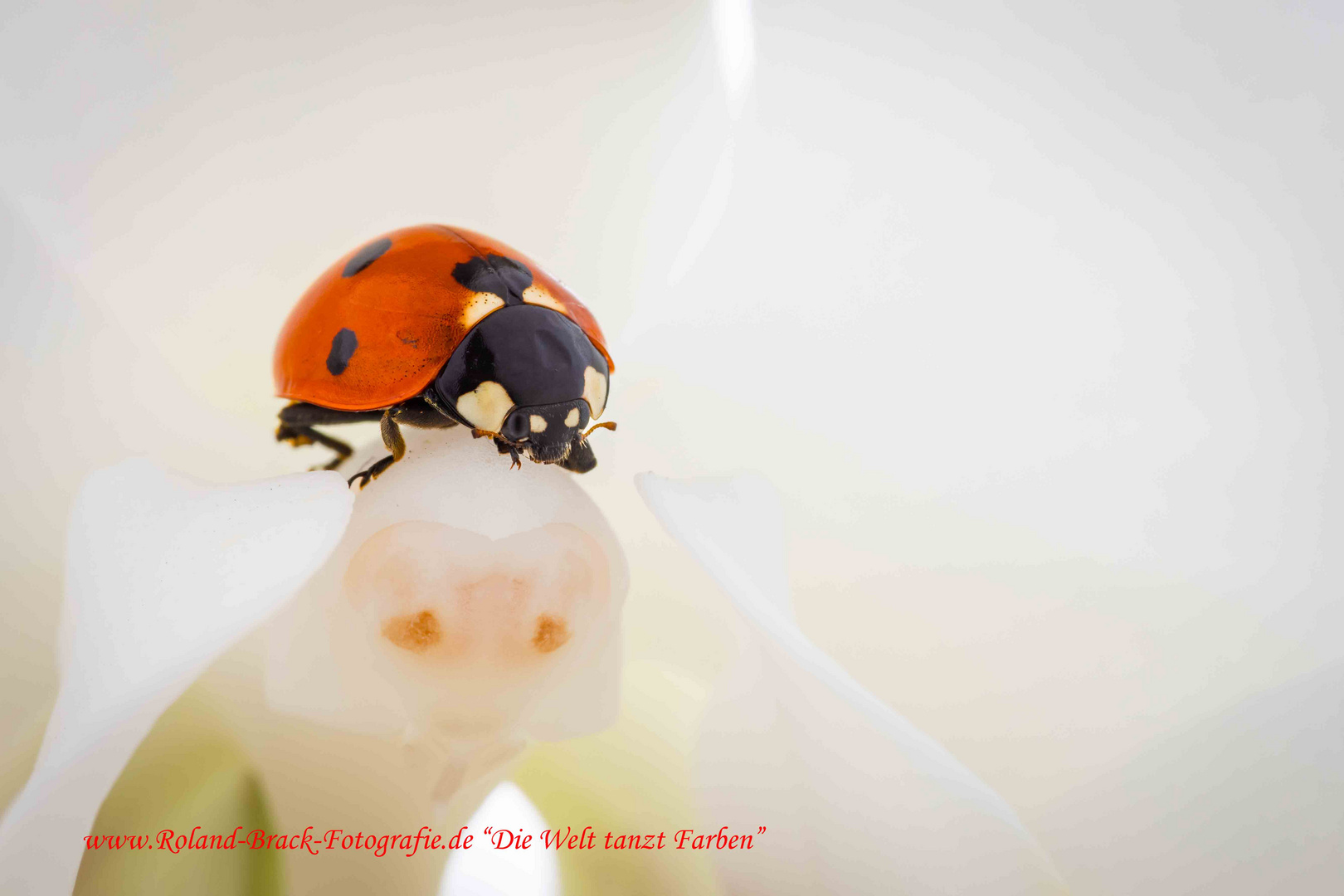 Der Marienkäfer Foto & Bild | tiere, wildlife, makro Bilder auf ...