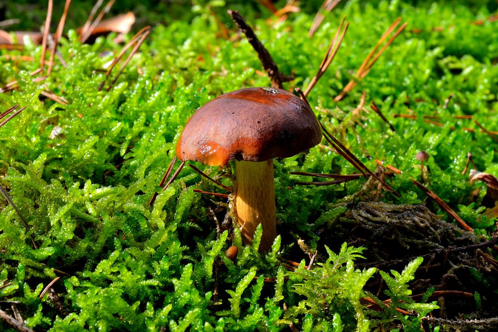 der Maronenröhrling Foto & Bild | pflanzen, pilze & flechten, pilze ...