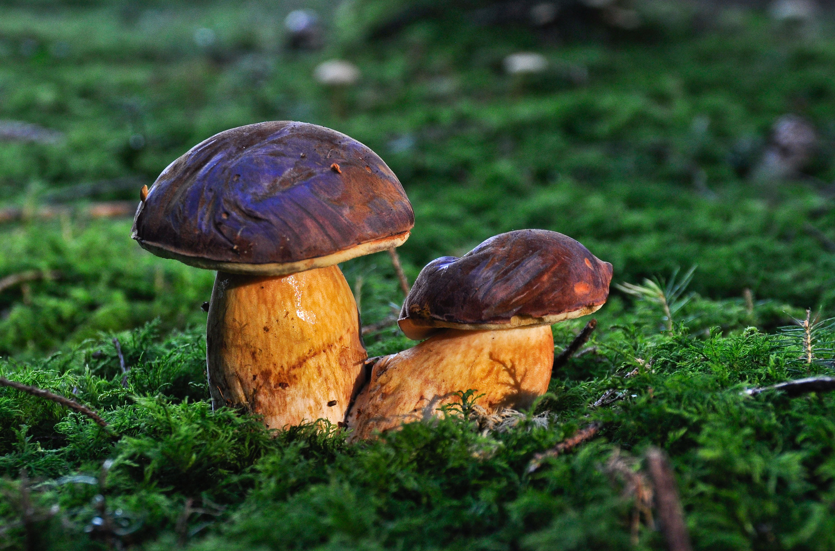 der Maronenröhrling Foto & Bild | pflanzen, pilze & flechten, pilze ...