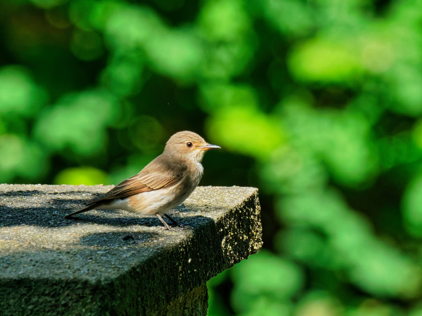 Der Mieter in meiner Futterstelle. Foto & Bild | tiere, wildlife, wild ... Der Mieter in meiner Futterstelle. Foto & Bild | tiere, wildlife, wild ...