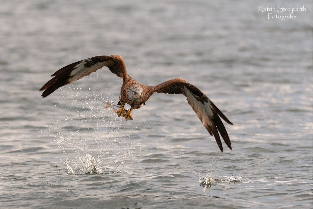 Der Milan Foto & Bild | tiere, wildlife, wild lebende vögel Bilder auf ...