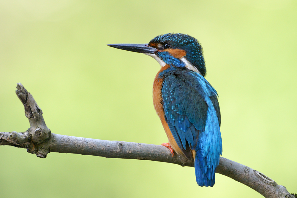Der milde Winter... Foto & Bild | tiere, wildlife, wild lebende vögel ...