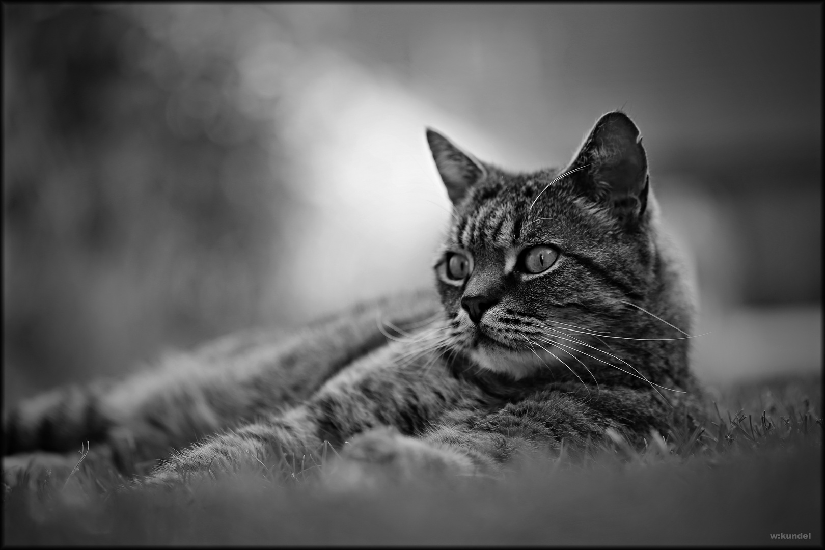 der Minos Foto & Bild | sw, natur, katze Bilder auf fotocommunity