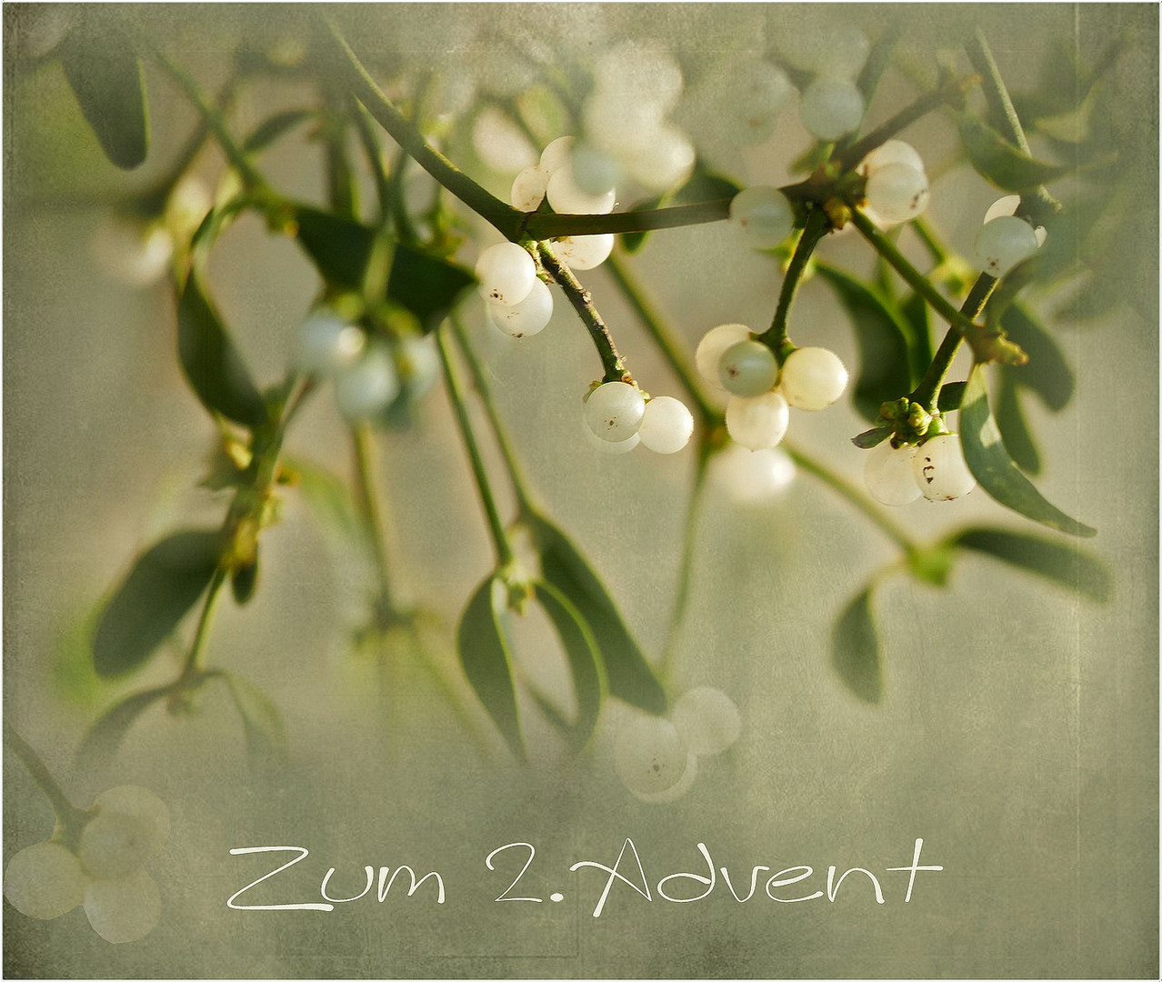 Der Mistelzweig Foto & Bild | dezember, winter, composing Bilder auf ...