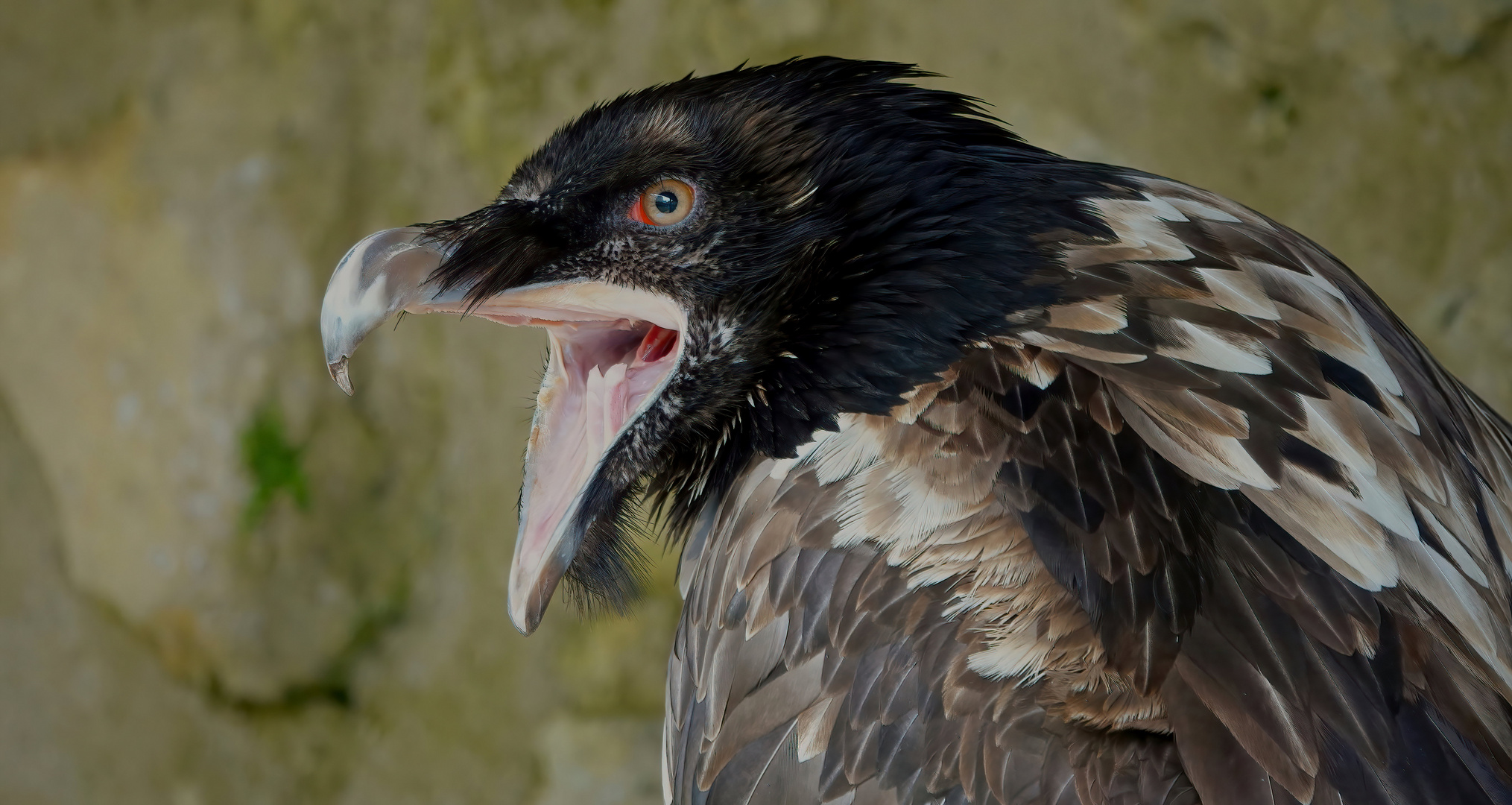 *der mit dem Bart* Foto & Bild | tiere, zoo, wildpark & falknerei ...