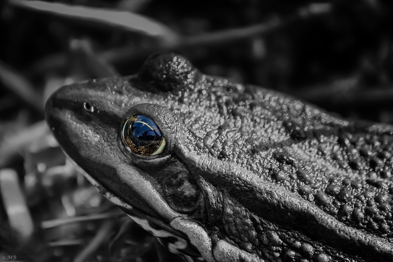 Der mit dem Durchblick ;-) Foto & Bild | projekte, colorkey, bearbeitungs - techniken Bilder auf ...