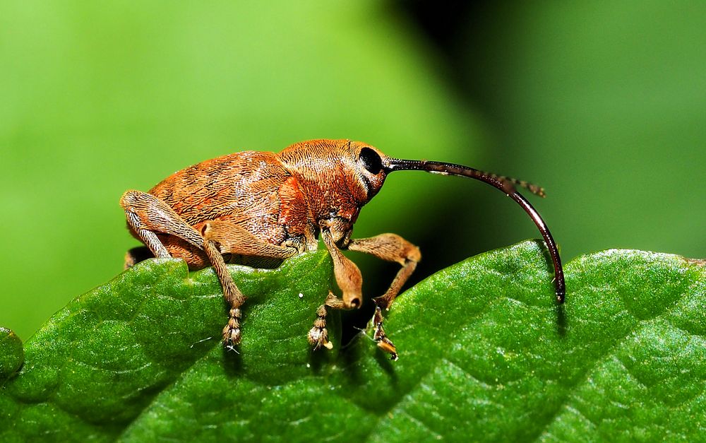 Der mit dem längsten Rüssel … Foto & Bild | fotos, makro, natur Bilder ...