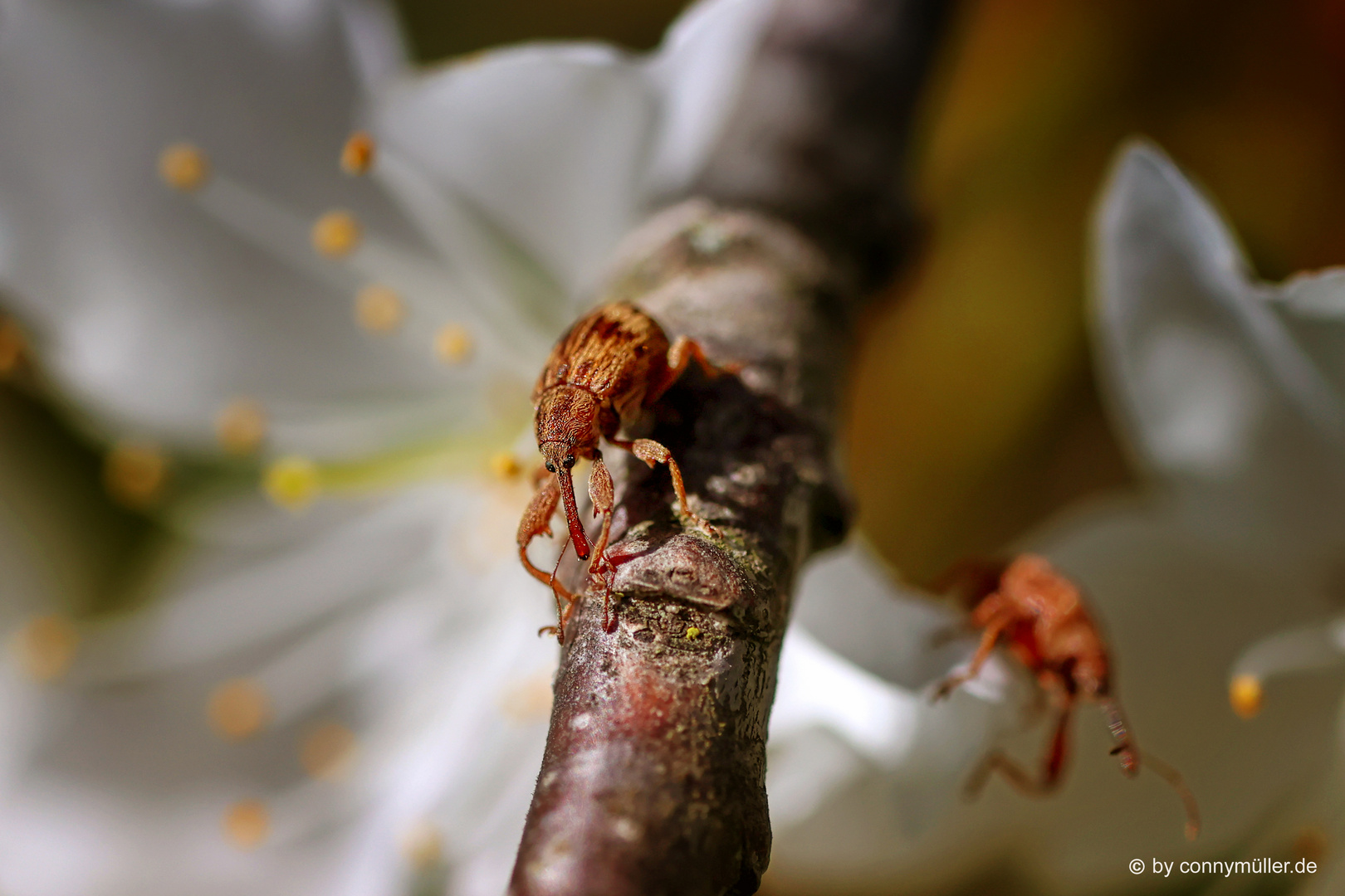 Der mit dem Rüssel Foto & Bild | käfer, curculionidae, rüsselkäfer ...