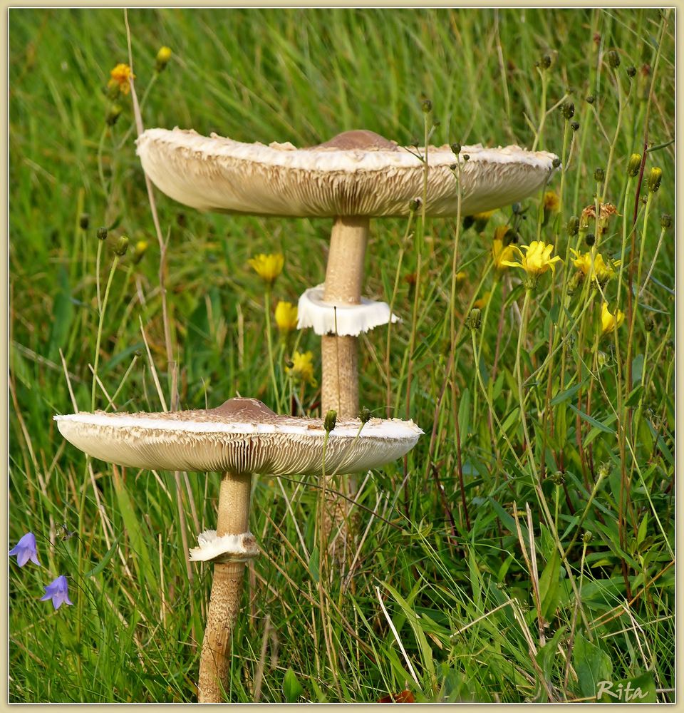 der mit dem Schirm... Foto & Bild | pflanzen, pilze & flechten, pilze ...