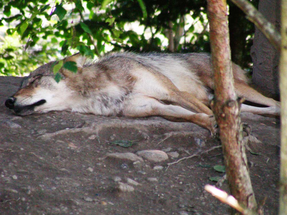 der mit dem wolf.... Foto & Bild | tiere, zoo, wildpark & falknerei ...