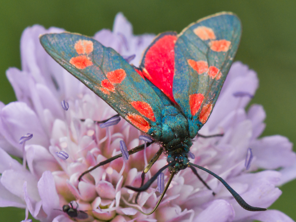 Der mit den roten Punkten ;-) Foto & Bild | tiere, wildlife ...