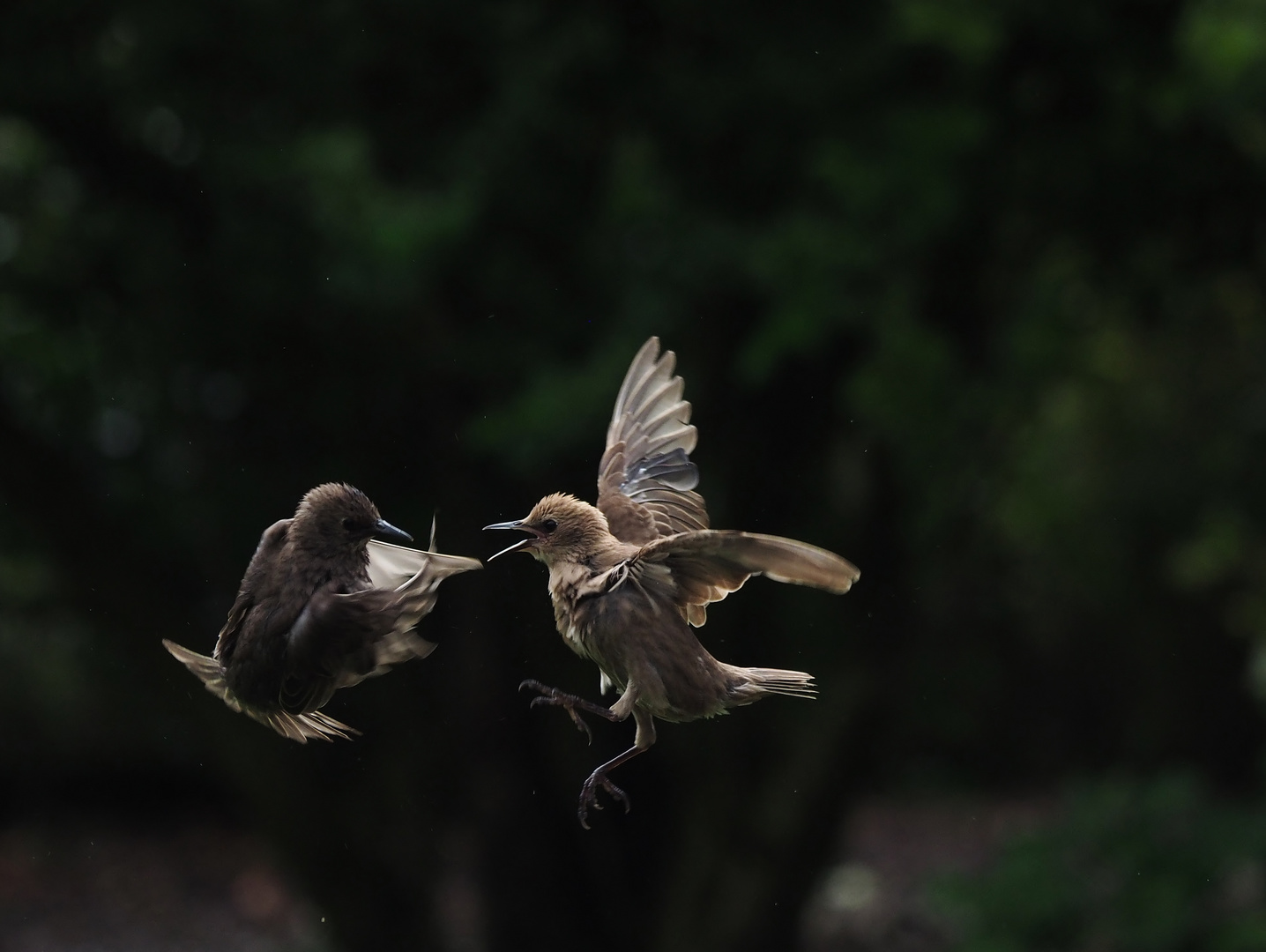 Der "Mittelfinger".... Foto & Bild | tiere, wildlife, wild lebende ...