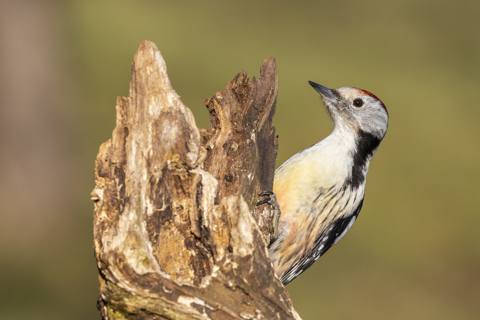 Der Mittelspecht ... Foto & Bild | natur, europa, germany Bilder auf ...