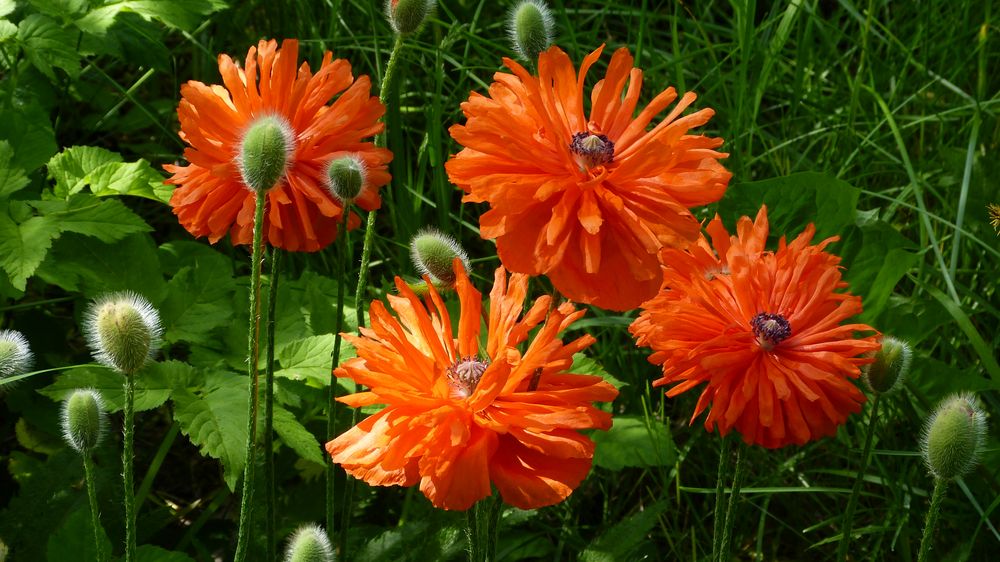 der Mohn Foto & Bild | projekte, mittwochsblümchen, thementage Bilder ...