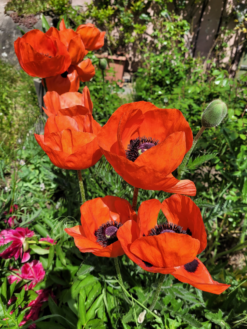 der Mohn Foto & Bild | landschaft, garten- & parklandschaften, blumen 2 ...