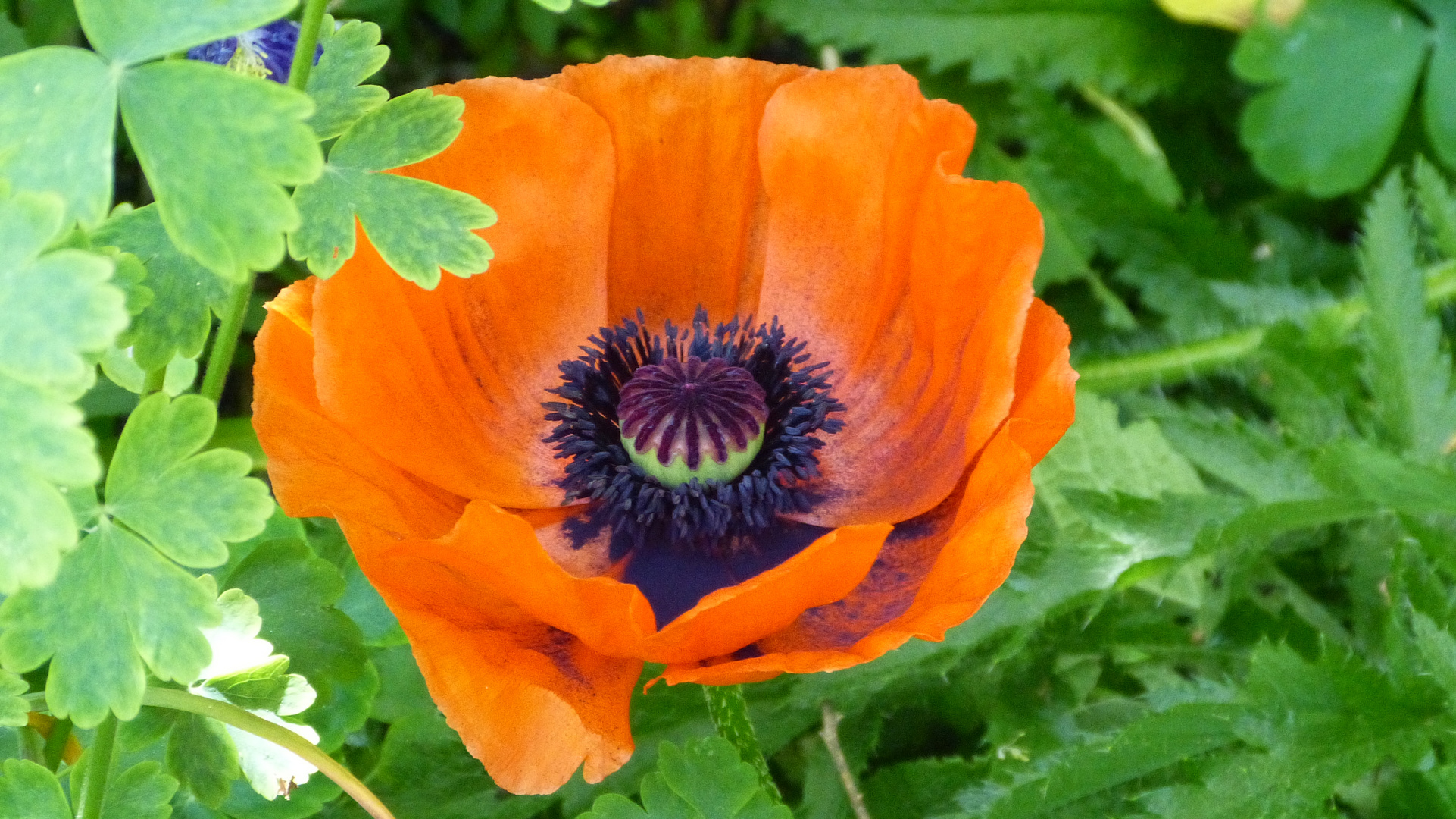 der Mohn Foto & Bild | projekte, 3 - mittwochsblümchen, thementage ...