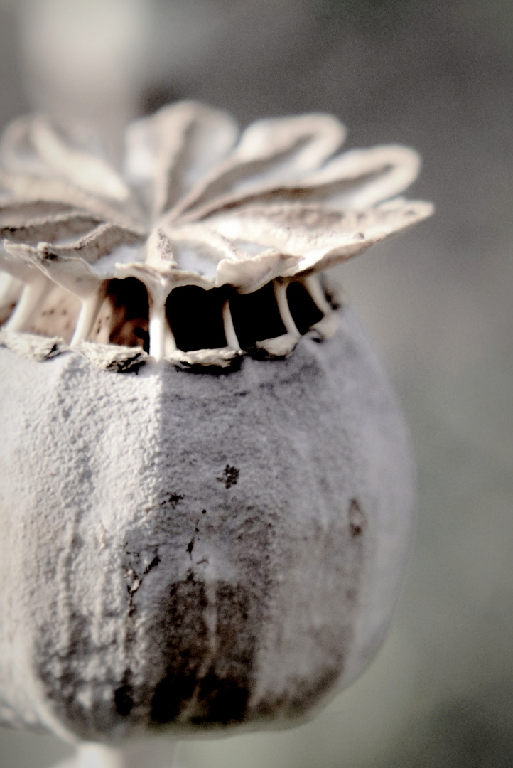 Der Mohn Foto & Bild | fotos, natur, pflanzen Bilder auf fotocommunity