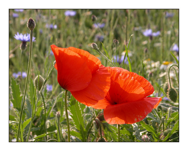 der mohn Foto & Bild | pflanzen, pilze & flechten, blüten ...