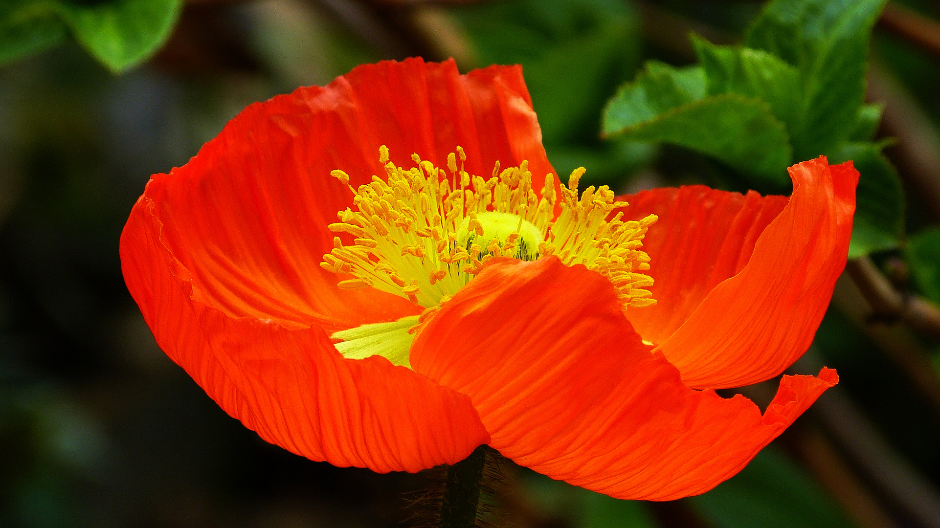 der Mohn Foto & Bild | pflanzen, pilze & flechten, blüten ...