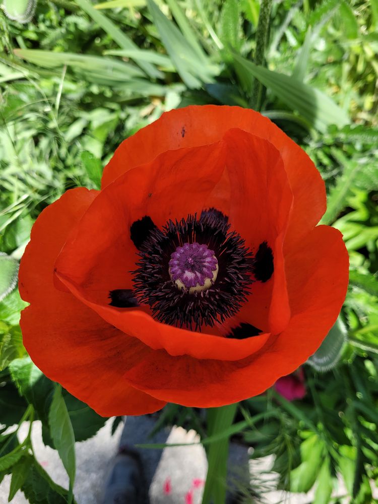 der Mohn Foto & Bild | landschaft, garten- & parklandschaften, blumen 2 ...