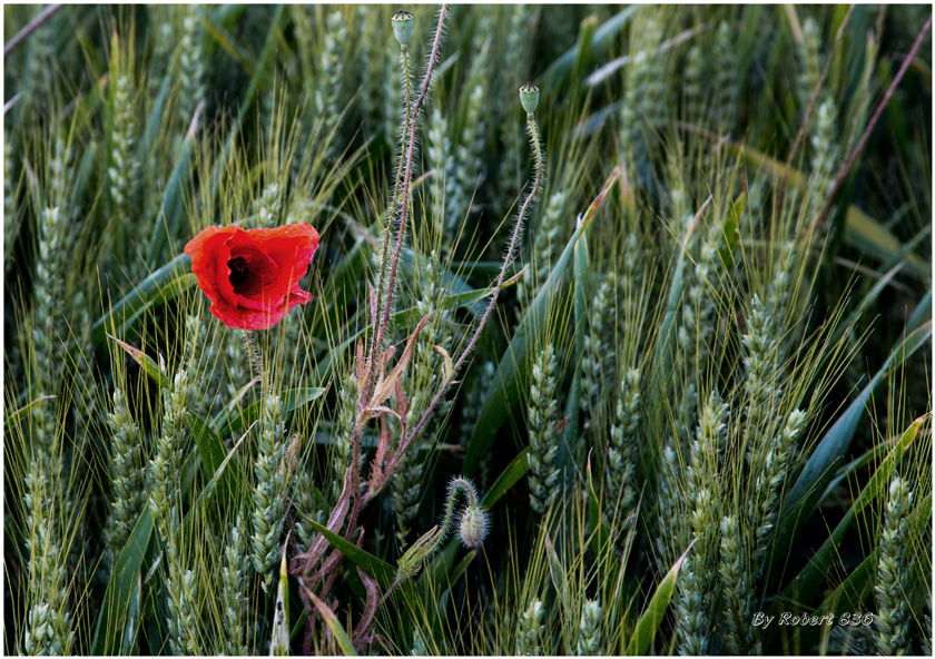 Der Mohn... Foto & Bild | jahreszeiten, sommer, natur Bilder auf ...