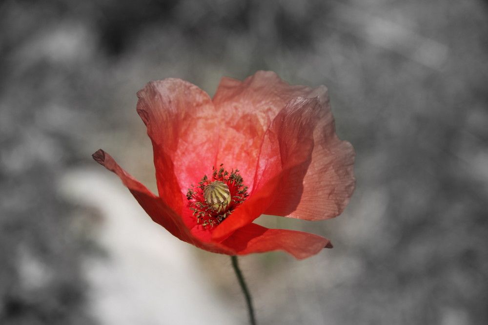 der Mohn Foto & Bild | pflanzen, pilze & flechten, blüten ...