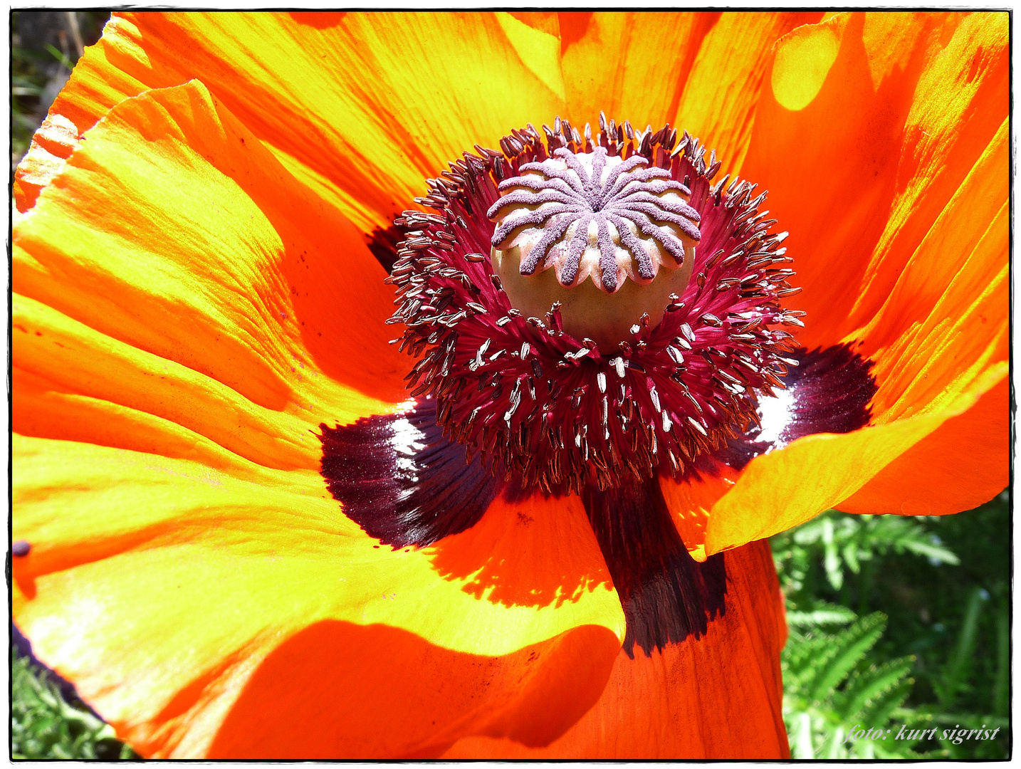 Der Mohn erblüht und ist für heut die Seele der Abendröte Foto & Bild ...