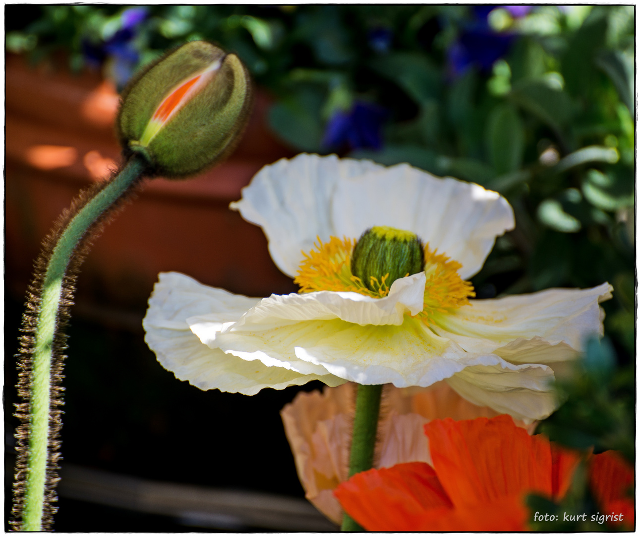 Der Mohn erblüht.....Und ist für heut die Seele.....der Abendröte Foto ...