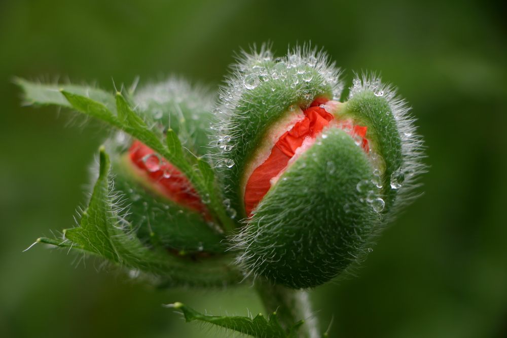 Der Mohn erwacht Foto & Bild | rot, makro, natur Bilder auf fotocommunity
