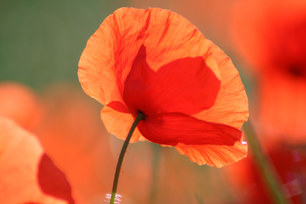 Der Mohn erwacht Foto & Bild | pflanzen, pilze & flechten, blüten ...