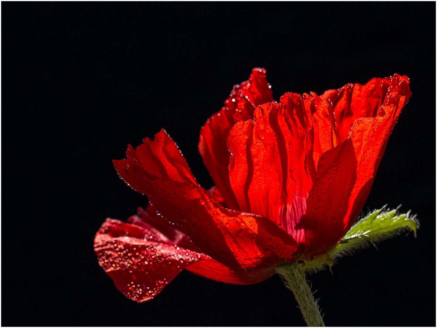 Der Mohn... Foto & Bild | blumen, natur, mohn Bilder auf fotocommunity