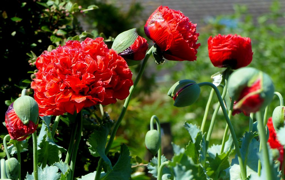 Der Mohn in unserem Garten Foto & Bild | jahreszeiten, sommer, blumen ...
