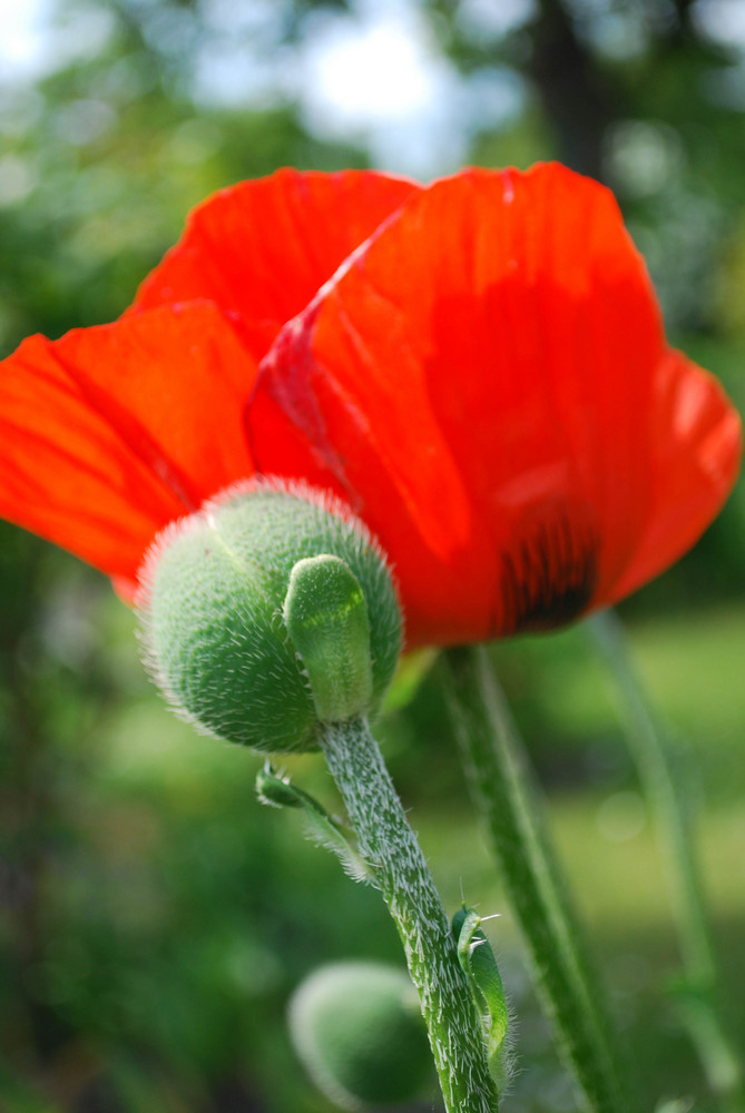 Der Mohn in unserem Garten Foto & Bild | natur-kreativ, natur Bilder ...