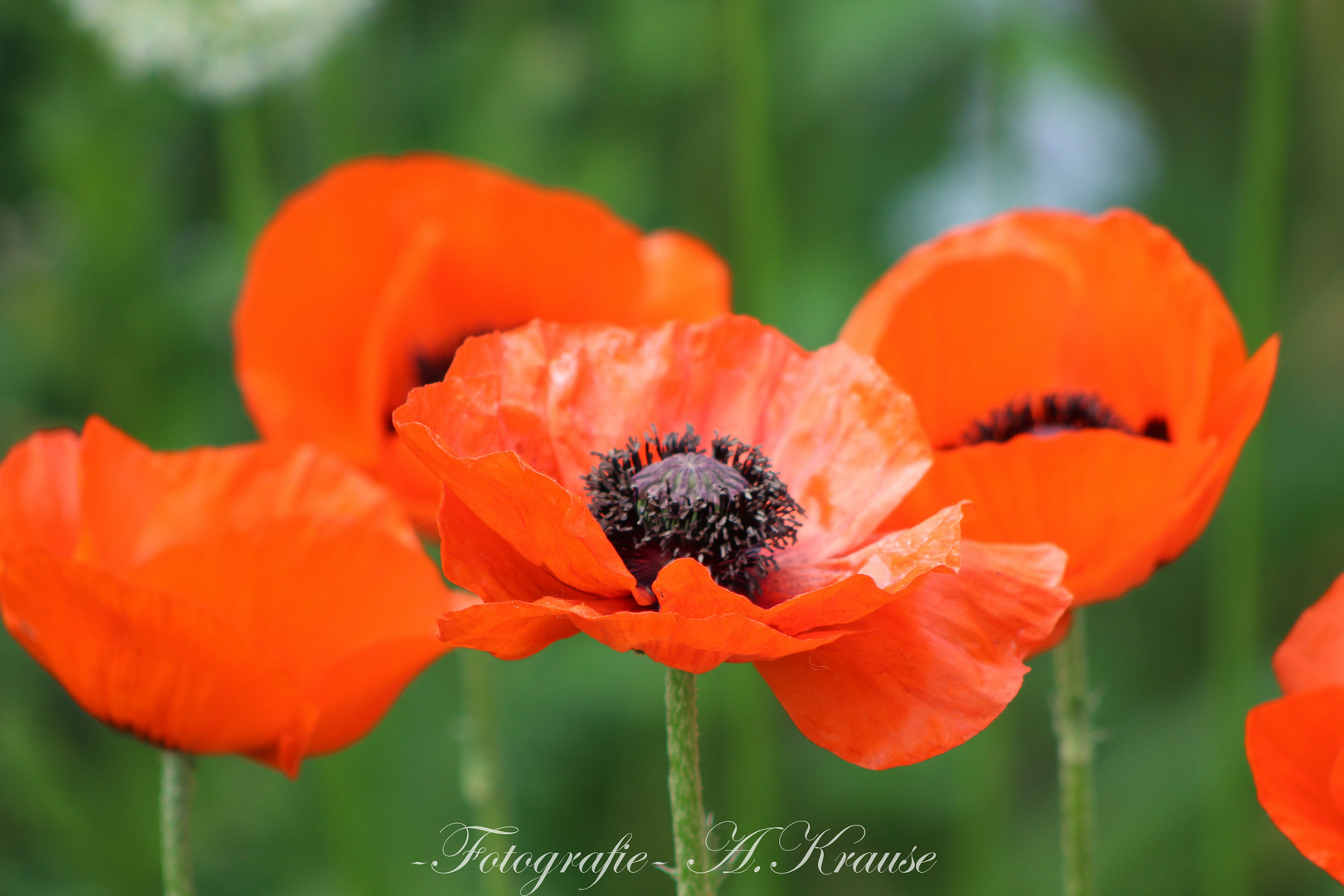 Der Mohn in voller Blüte Foto & Bild | pflanzen, pilze & flechten ...