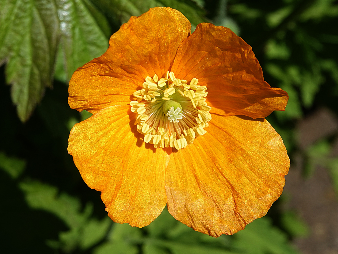 der Mohn ist aufgegangen Foto & Bild | natur, mohn, blumen Bilder auf ...