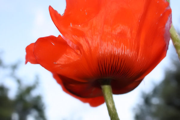 der Mohn ma von unten Foto & Bild | pflanzen, pilze & flechten, blüten ...
