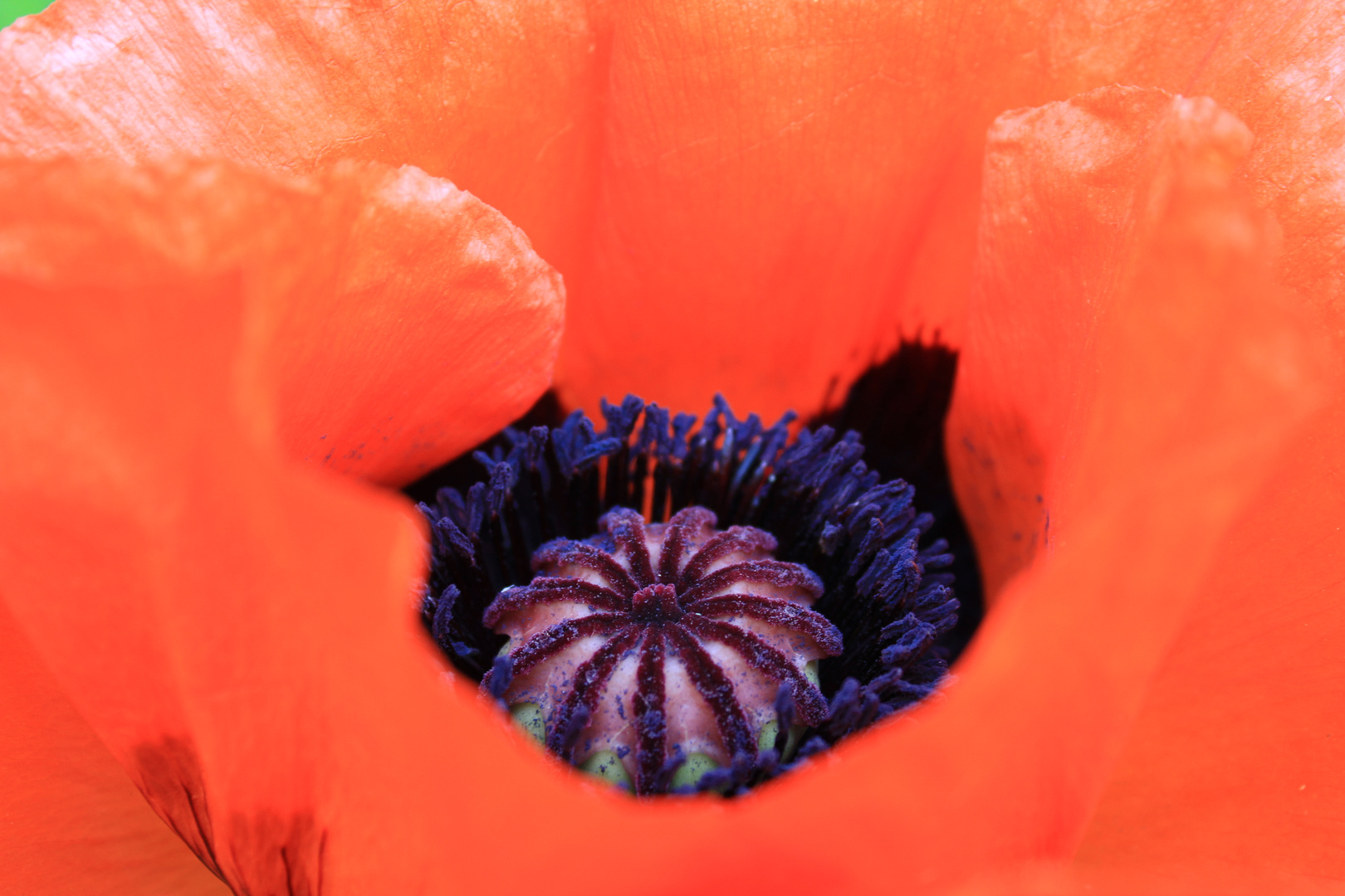 der mohn neben dem kätzchengrab 3 Foto & Bild | natur-kreativ, natur ...