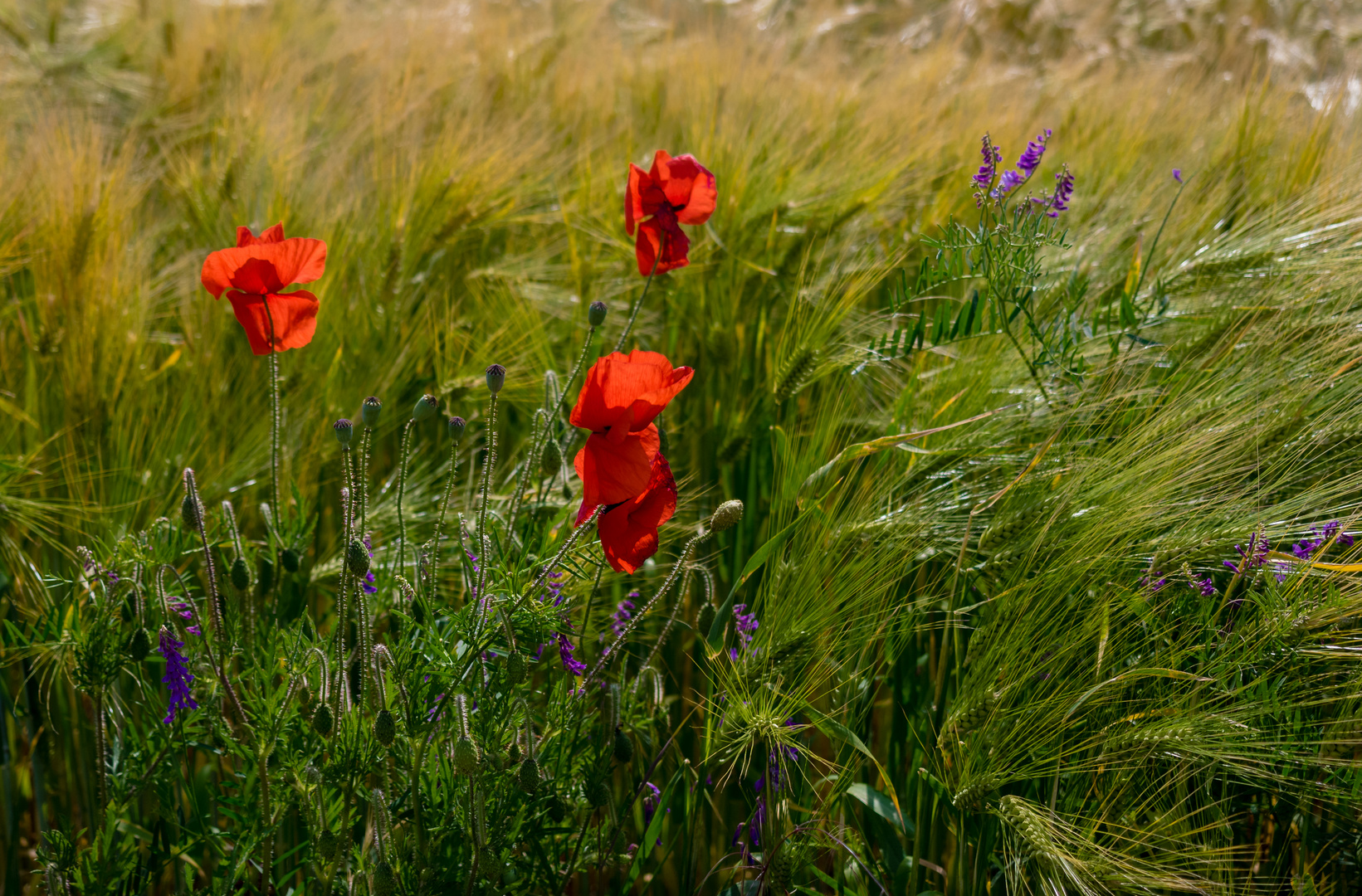 Der Mohn von Rolampont. Foto & Bild | france, world, rot Bilder auf ...