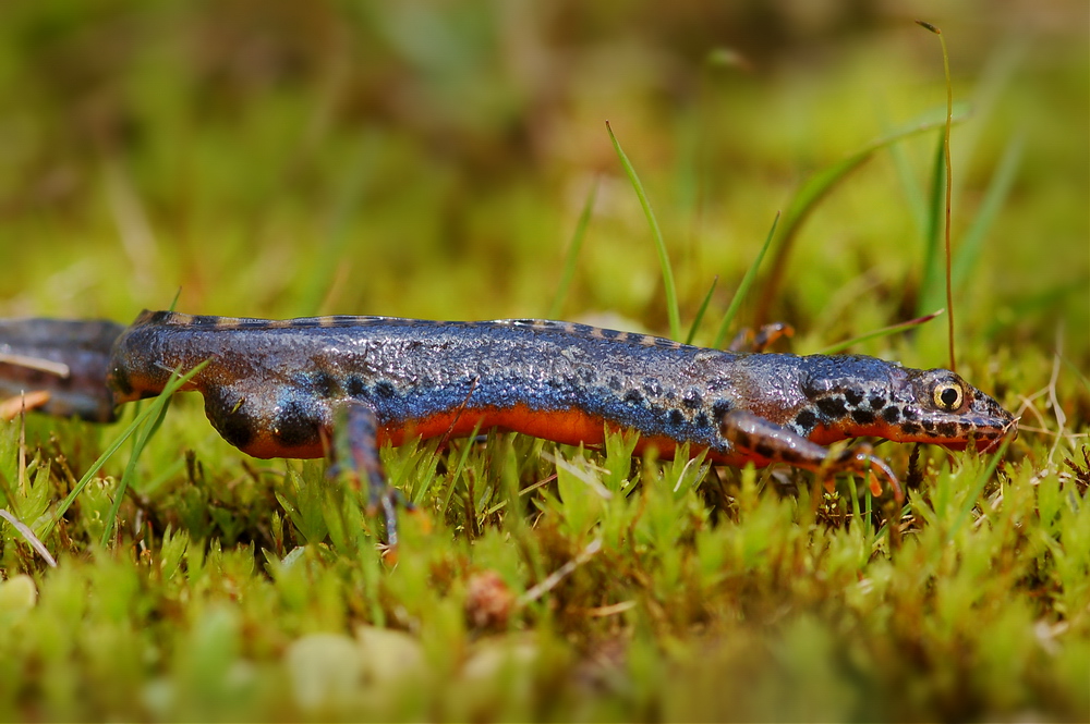 Der Molch Foto & Bild | tiere, wildlife, amphibien & reptilien Bilder ...