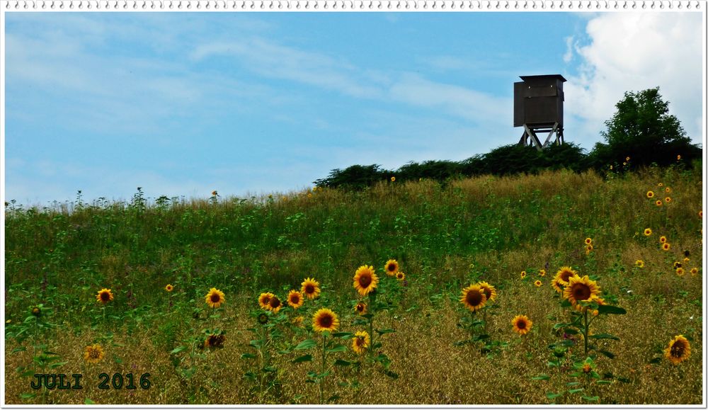 Der Monat Juli .. Foto & Bild | natur, landschaft, solling Bilder auf ...
