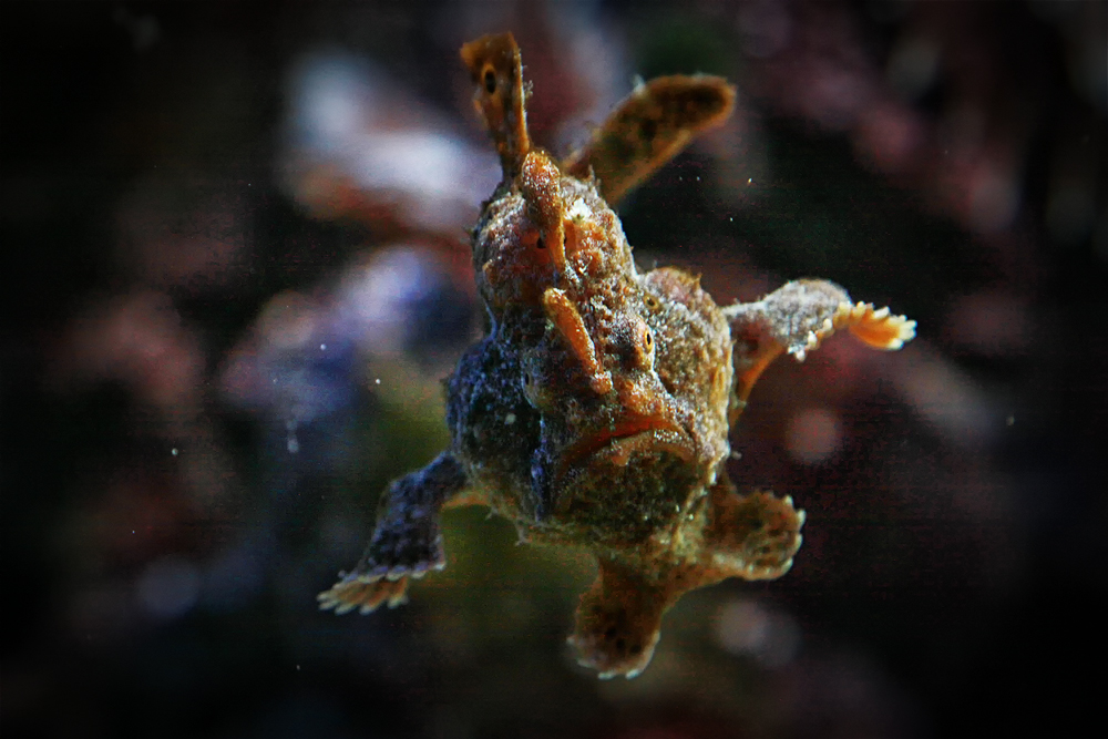 Der Monsterfisch Foto & Bild | tiere, zoo, wildpark & falknerei, zoo ...