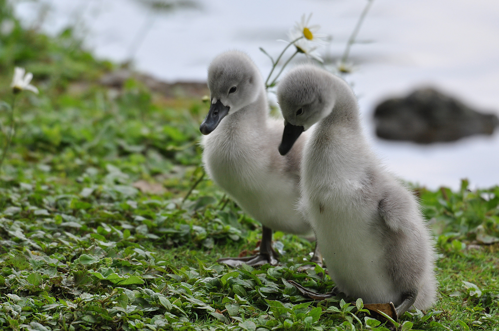 ..der Montag wäre fast rum.. Foto & Bild | tiere, wildlife, wild ...