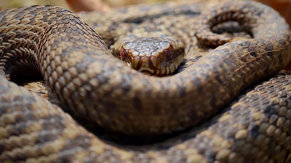 Der Moor-Kringel mit Augen Foto & Bild | outdoor, makro, macro Bilder ...