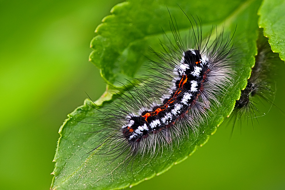 Der Mop Foto & Bild | tiere, wildlife, insekten Bilder auf fotocommunity